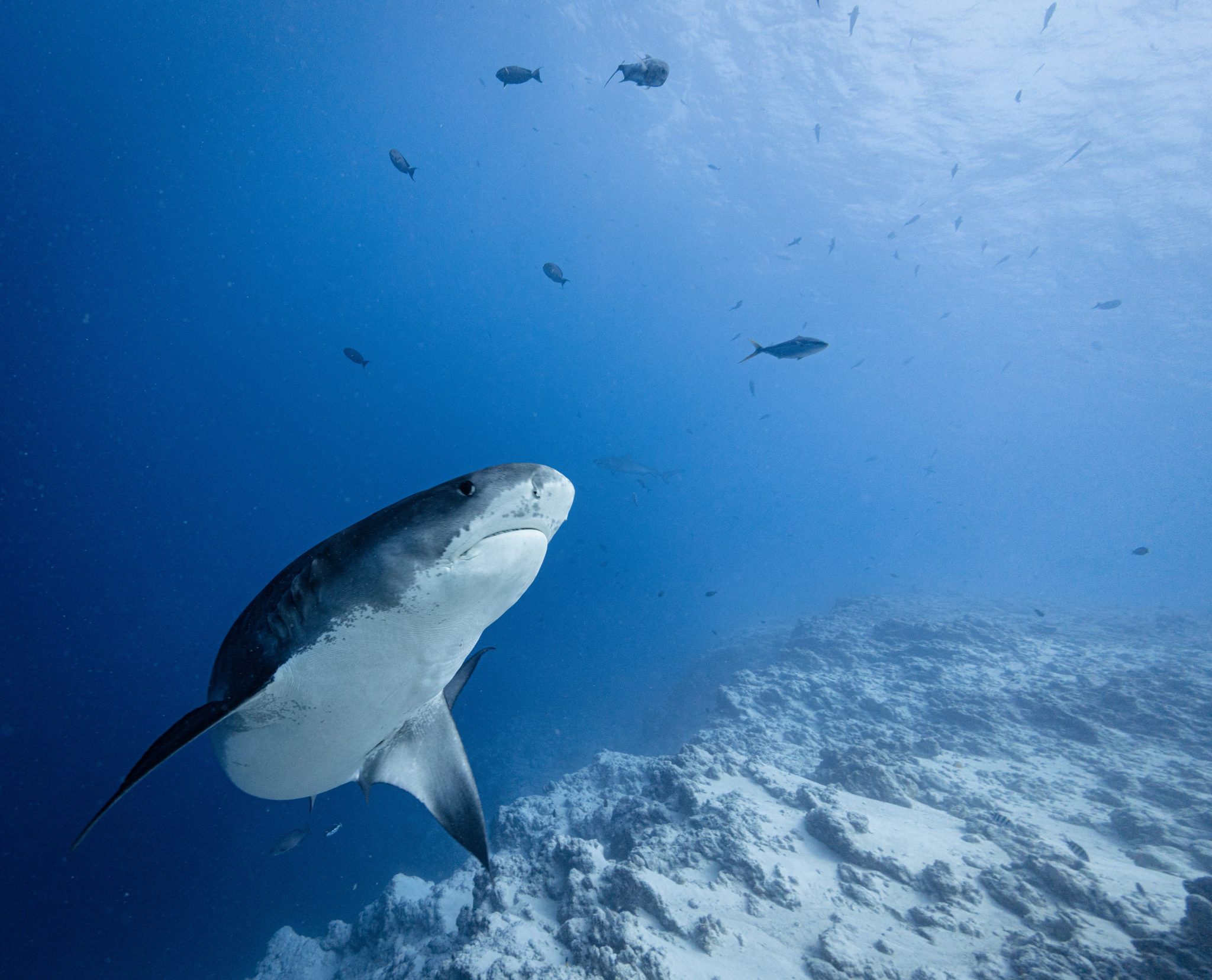 Dive In Maldives: Best Times For Scuba Diving With Sharks in Fuvahmulah ...