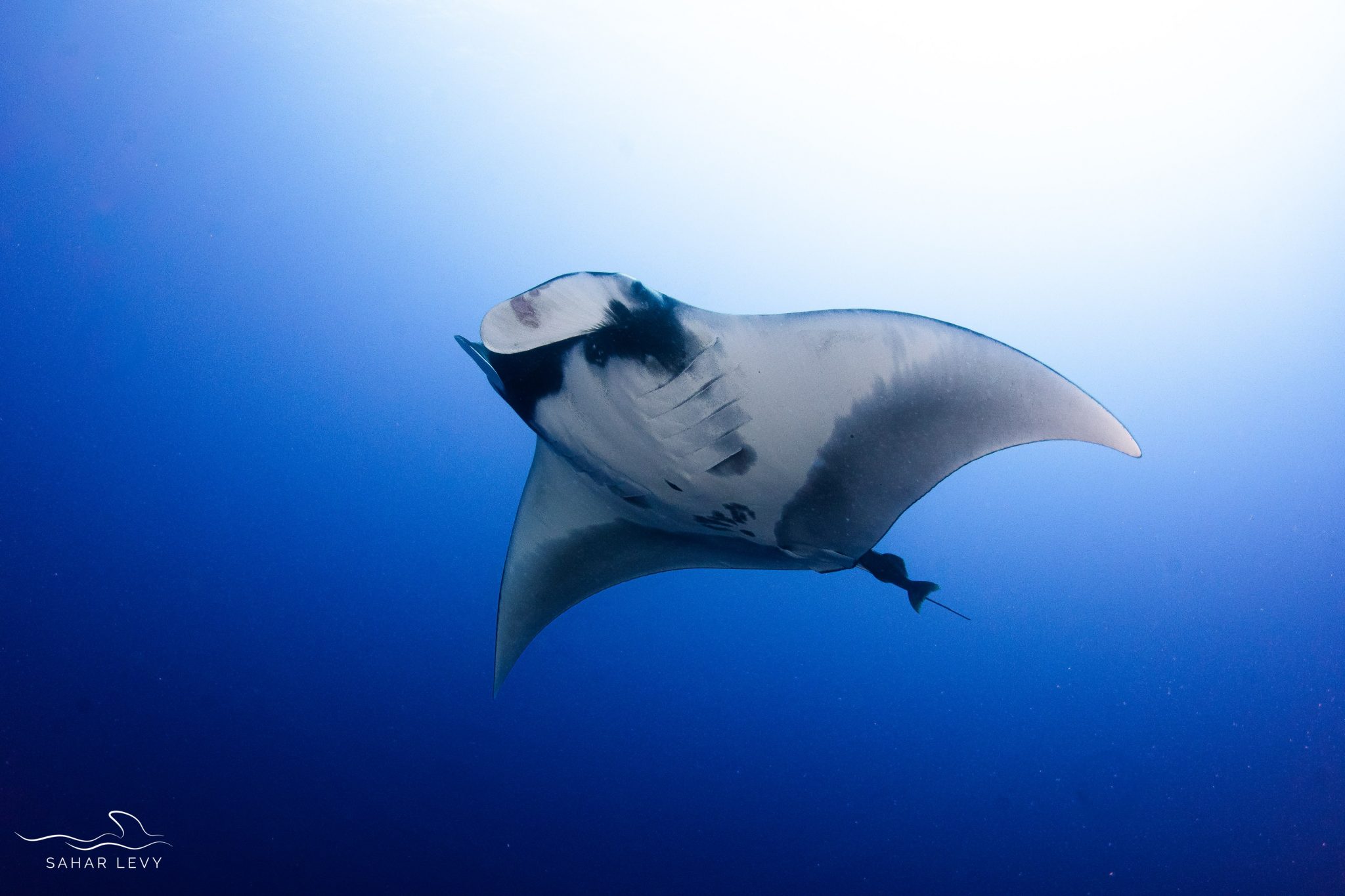 Oceanic Mantas Diving in Maldives