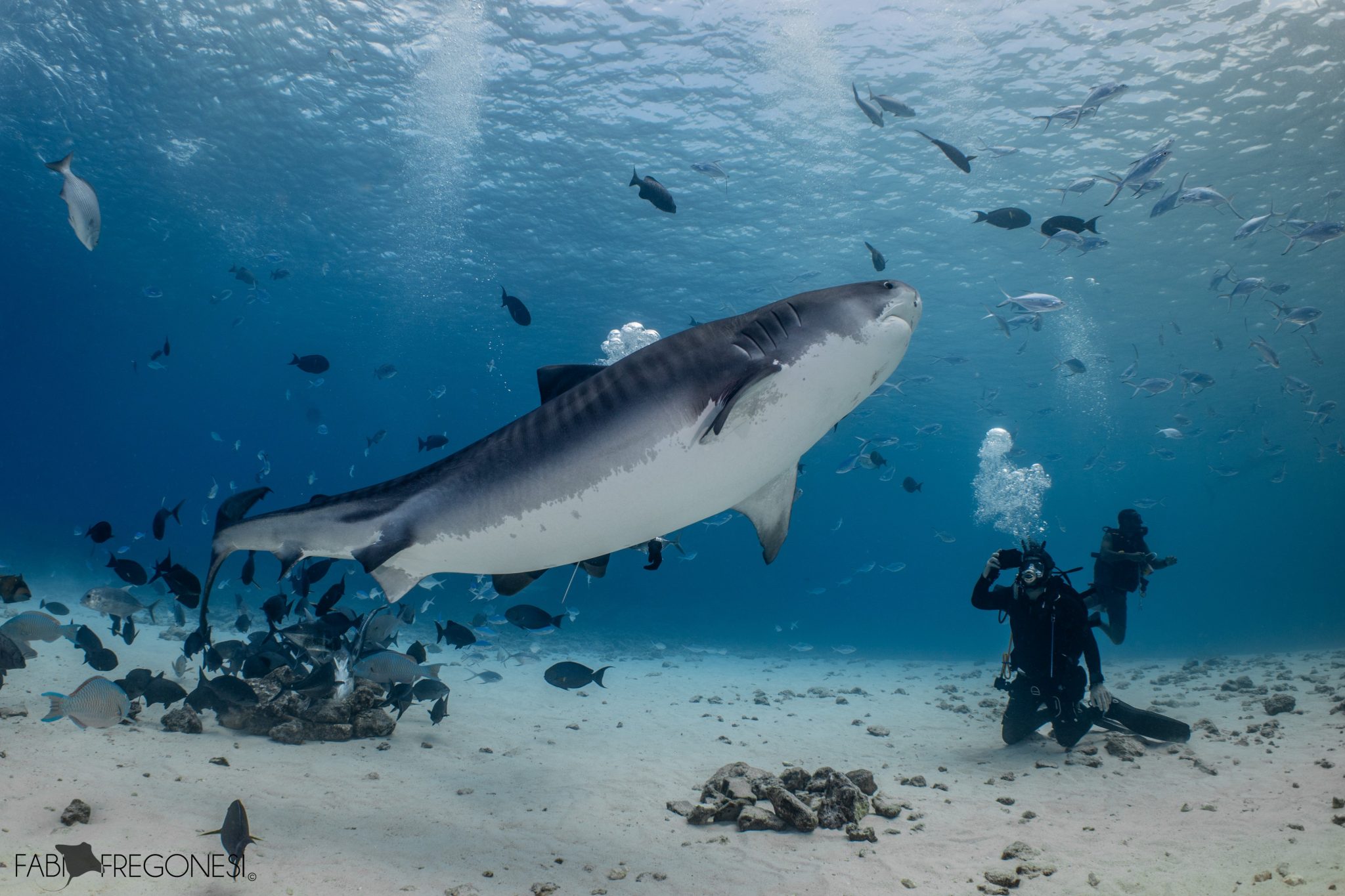 Maldives Shark Diving in Fuvahmulah
