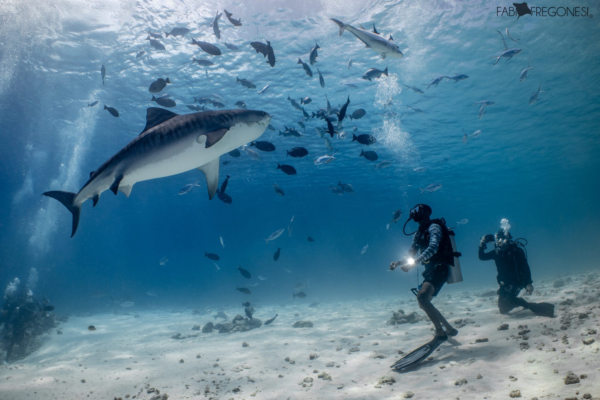 Diving in the Maldives: Take The Tiger Shark Speciality Course