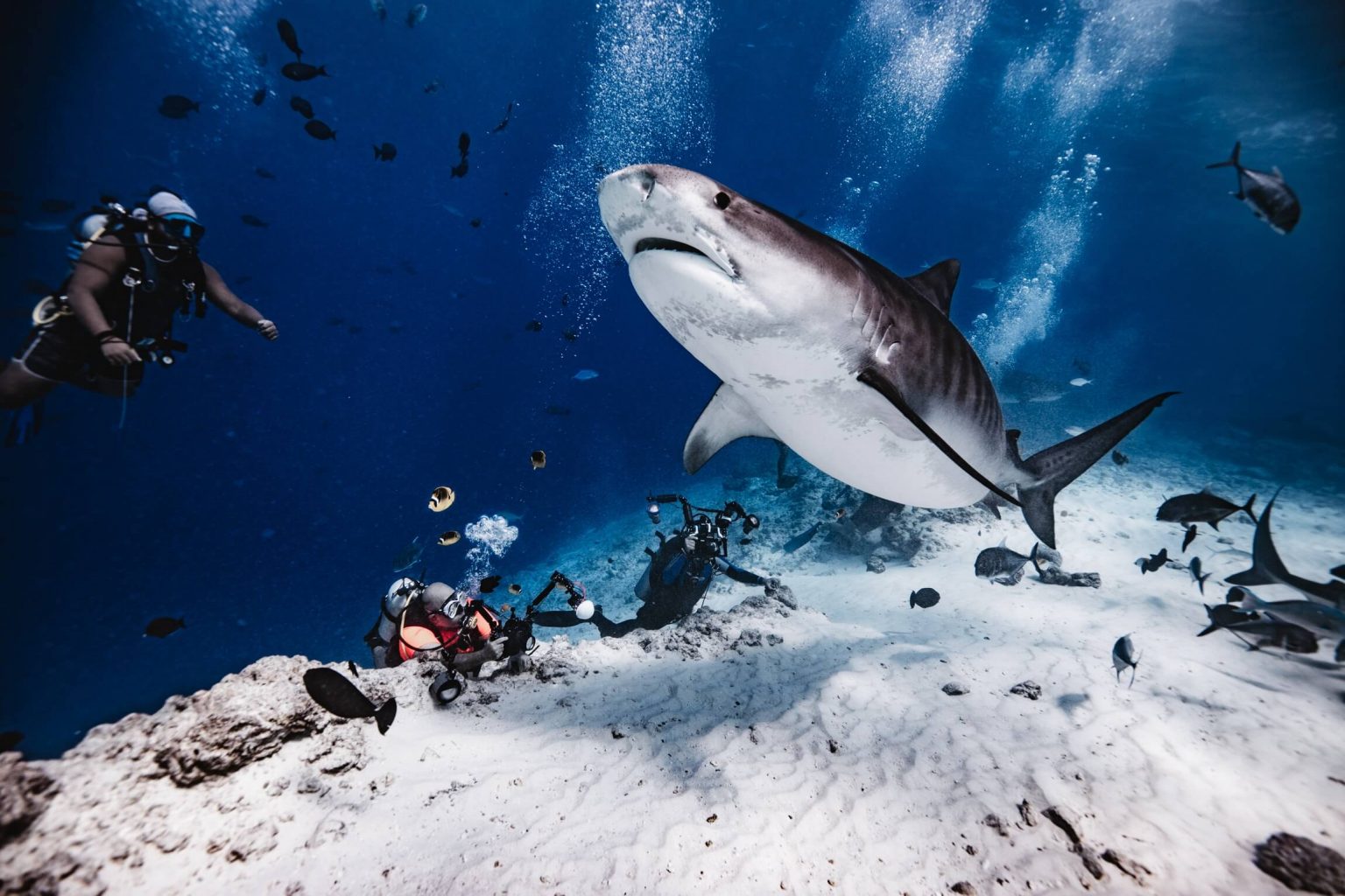 Fuvahmulah Tiger Shark Diving In Maldives, Is It Safe?