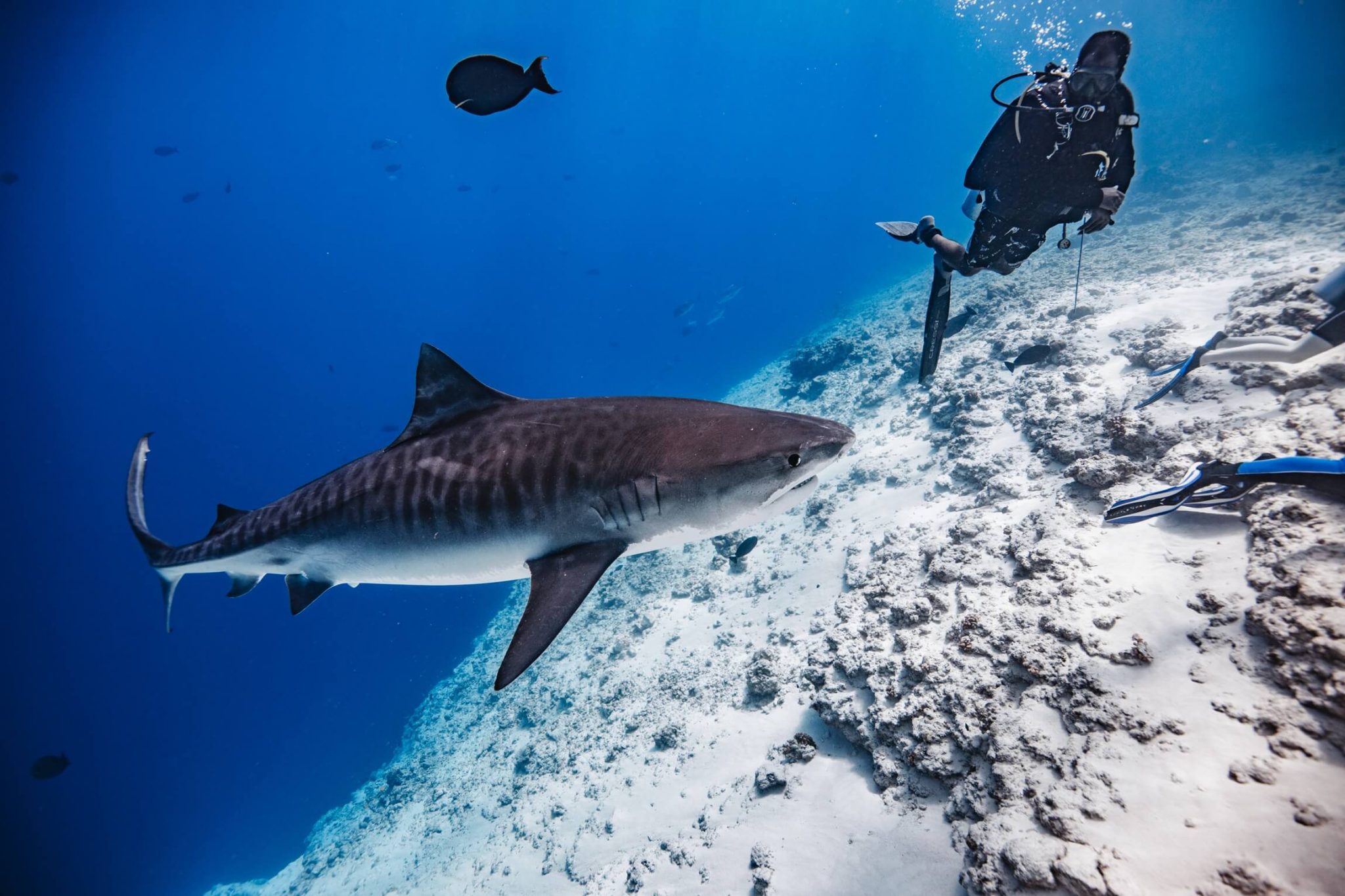 Diving in the Maldives: Take The Tiger Shark Speciality Course